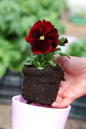 Potted Plant Culture – Gardening Books